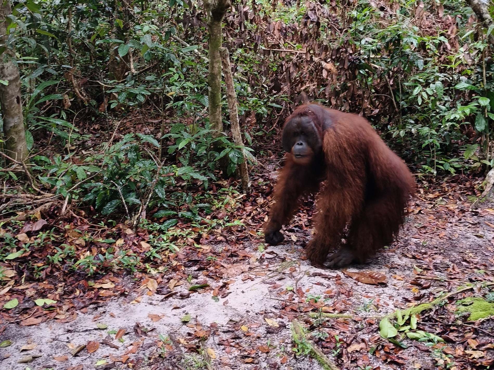 Viaggio nel Borneo Indonesiano: cosa vedere e quando andare nel Kalimantan